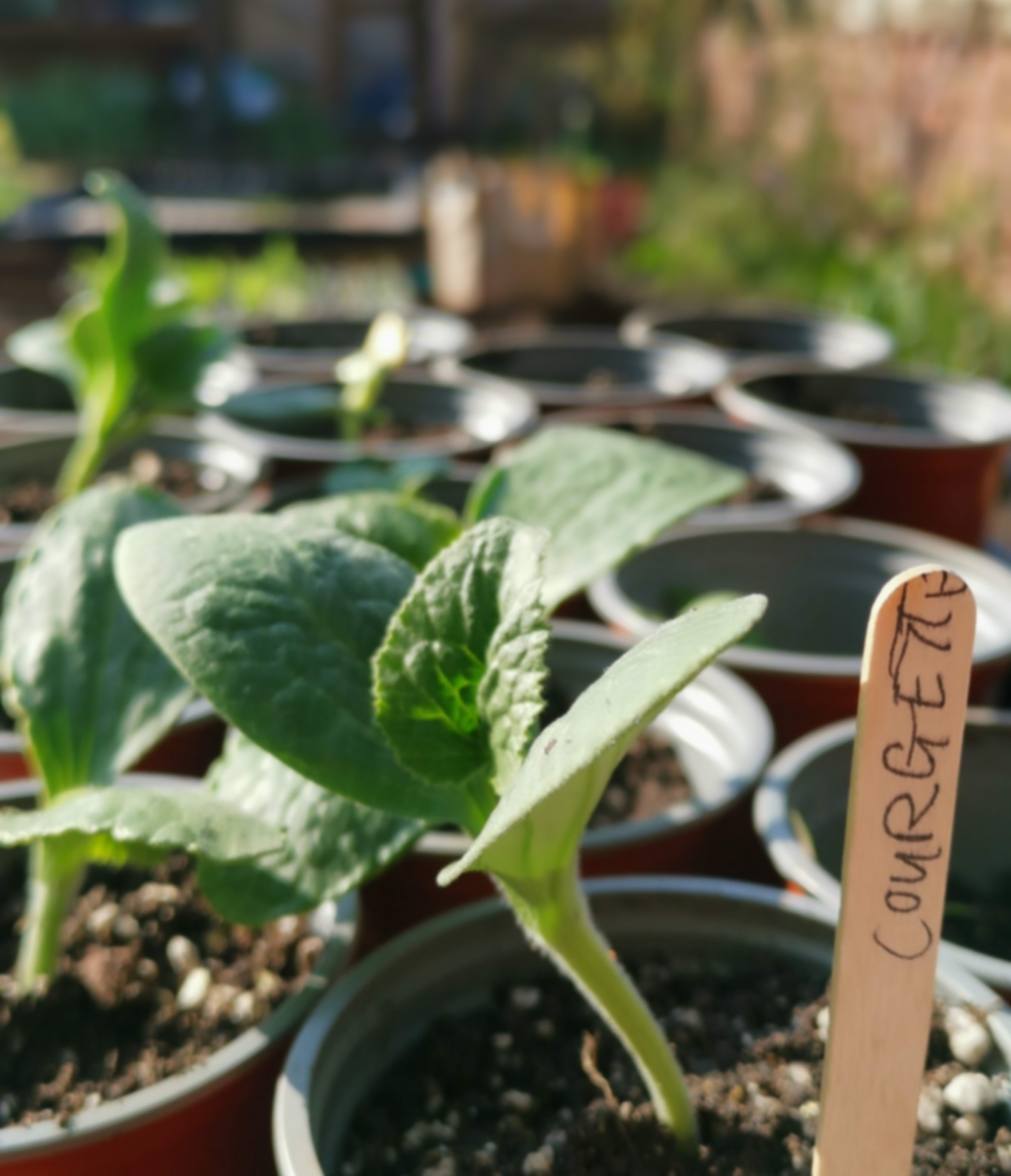 Real Seeds - Here’s Where I Buy Mine - The Kitchen Greenhouse