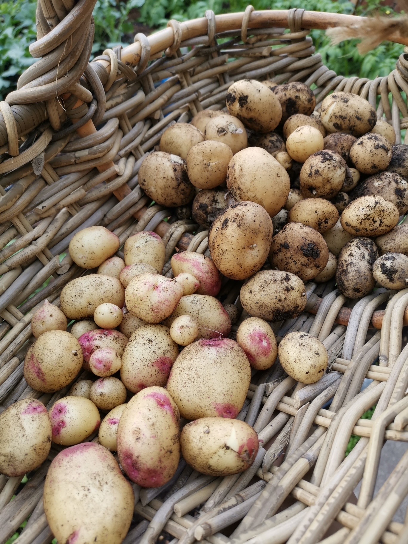 How to Grow Potatoes: A Simple Guide for Beginners - The Kitchen Greenhouse